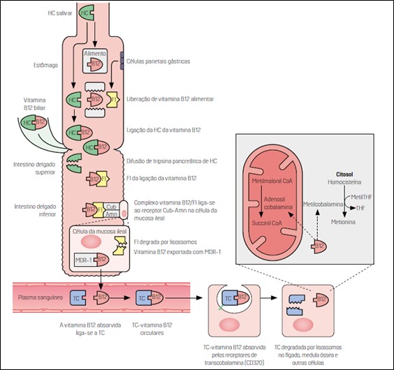 Educa+ Myralis - Vitamina B12: Absorção, Deficiência e Relação com o ...